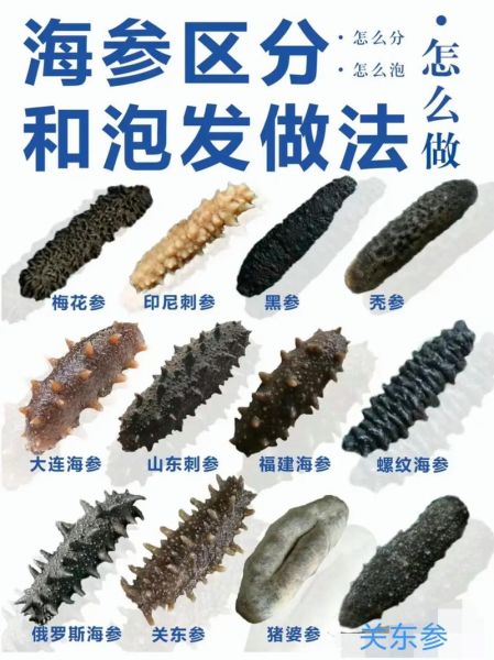 海参怎么泡发_海参菜谱图详细做法-第3张图片-山城妙识 海参怎么泡发_海参菜谱图详细做法-第3张图片-山城妙识