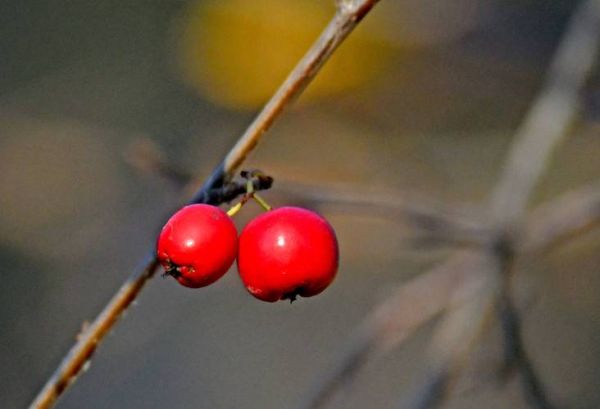 红豆图片大全大图_红豆高清壁纸哪里找-第2张图片-山城妙识