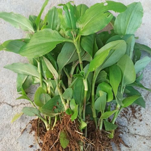 鸭舌草和鸭跖草的区别_如何快速区分这两种常见湿地植物-第3张图片-山城妙识