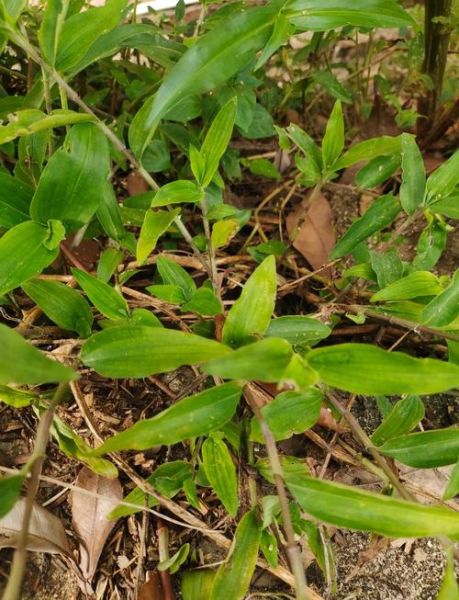 鸭舌草和鸭跖草的区别_如何快速区分这两种常见湿地植物-第1张图片-山城妙识