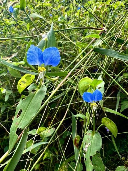 鸭舌草和鸭跖草的区别_如何快速区分这两种常见湿地植物-第2张图片-山城妙识