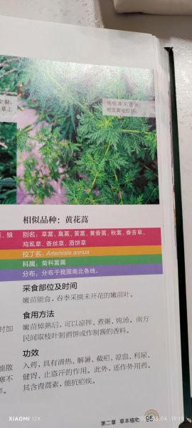 青蒿和黄蒿的区别_如何区分青蒿与黄蒿-第3张图片-山城妙识