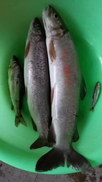 细鳞鱼图片长什么样_细鳞鱼高清图鉴-第2张图片-山城妙识