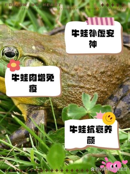 牛蛙吃什么东西_牛蛙饲料选择指南-第1张图片-山城妙识 牛蛙吃什么东西_牛蛙饲料选择指南-第1张图片-山城妙识