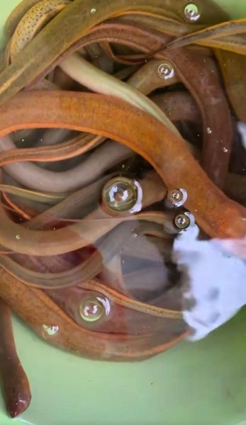 黄鳝鱼多少钱一斤_黄鳝鱼价格行情-第3张图片-山城妙识 黄鳝鱼多少钱一斤_黄鳝鱼价格行情-第3张图片-山城妙识