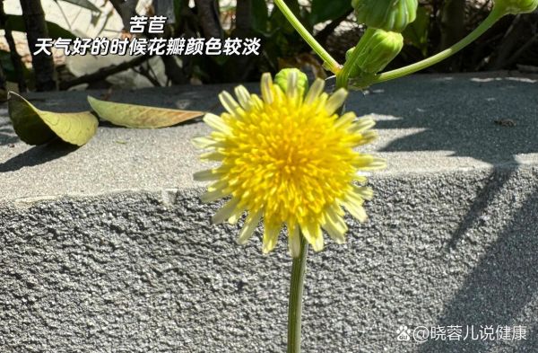 苦菜和蒲公英的区别_如何一眼分辨-第1张图片-山城妙识 苦菜和蒲公英的区别_如何一眼分辨-第1张图片-山城妙识