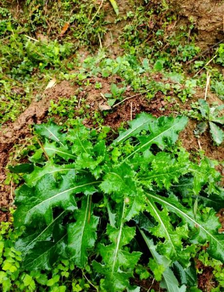 苦菜和蒲公英的区别_如何一眼分辨-第3张图片-山城妙识 苦菜和蒲公英的区别_如何一眼分辨-第3张图片-山城妙识