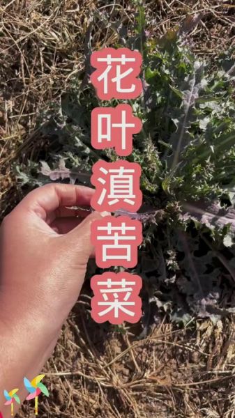 苦菜和蒲公英的区别_如何一眼分辨-第2张图片-山城妙识 苦菜和蒲公英的区别_如何一眼分辨-第2张图片-山城妙识