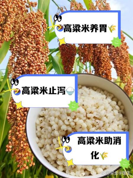 高粱米粥怎么煮_高粱米粥的功效与作用-第3张图片-山城妙识