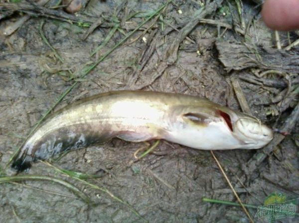 鲇怎么读拼音_鲇鱼与鲶鱼的区别-第3张图片-山城妙识