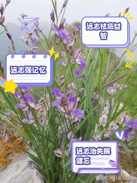 远志的功效与作用及副作用_远志泡水喝的禁忌-第2张图片-山城妙识