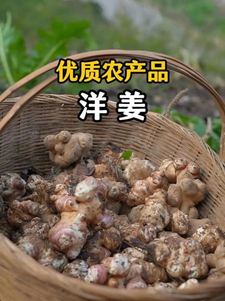 洋姜怎么腌制又脆又好吃_洋姜炒什么最香-第2张图片-山城妙识