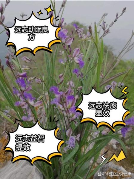 远志的功效与作用及副作用_远志泡水喝的禁忌-第1张图片-山城妙识