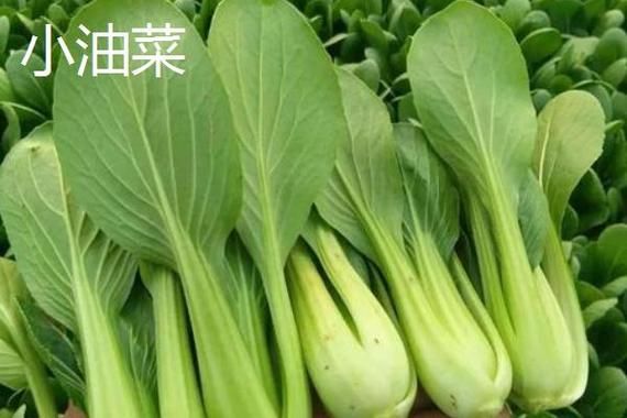 鸡毛菜图片大全_鸡毛菜和油菜的区别-第3张图片-山城妙识
