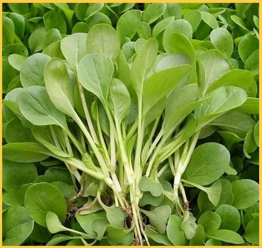 鸡毛菜图片大全_鸡毛菜和油菜的区别-第1张图片-山城妙识