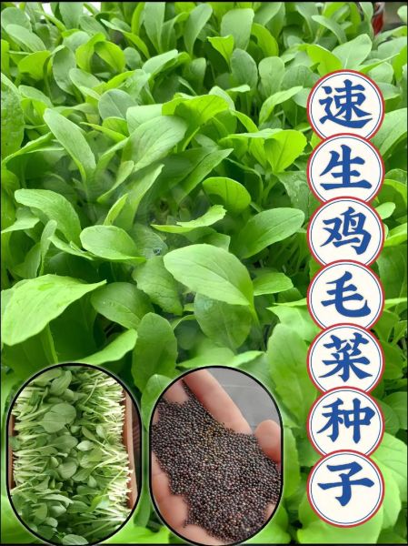 鸡毛菜图片大全_鸡毛菜和油菜的区别-第2张图片-山城妙识