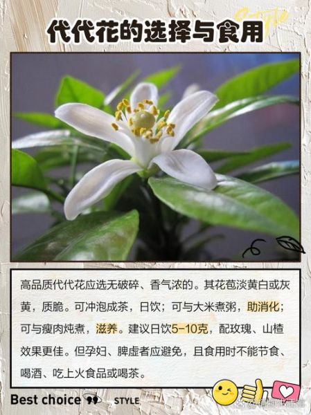 代代花泡水喝的功效与作用_代代花怎么吃才有效-第1张图片-山城妙识 代代花泡水喝的功效与作用_代代花怎么吃才有效-第1张图片-山城妙识