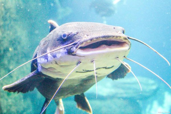 鲶鱼精是谁_鲶鱼精传说起源-第2张图片-山城妙识 鲶鱼精是谁_鲶鱼精传说起源-第2张图片-山城妙识