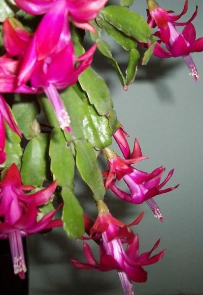 毛蟹爪兰和蟹爪兰区别_如何一眼区分-第1张图片-山城妙识