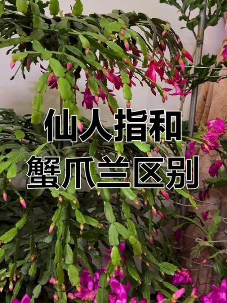 毛蟹爪兰和蟹爪兰区别_如何一眼区分-第2张图片-山城妙识