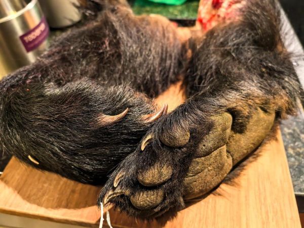 熊掌的做法_熊掌怎么做好吃-第2张图片-山城妙识 熊掌的做法_熊掌怎么做好吃-第2张图片-山城妙识