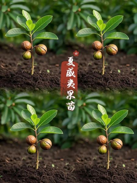 夏威夷果产地在哪里_如何挑选正宗澳洲坚果-第2张图片-山城妙识