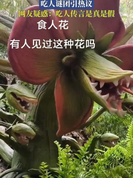 食人花真的吃人吗_食人花长什么样子-第2张图片-山城妙识