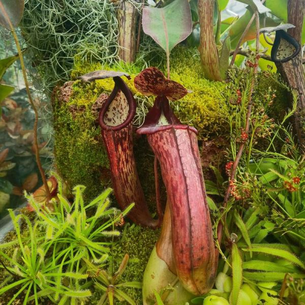 食人花真的吃人吗_食人花长什么样子-第3张图片-山城妙识