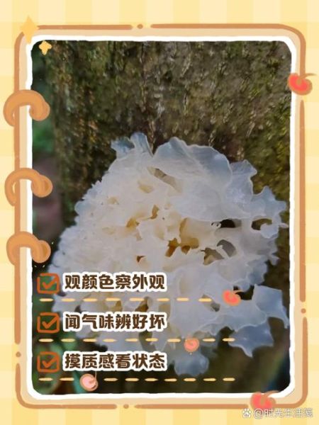 新鲜银耳吃前怎么处理_新鲜银耳怎么清洗-第3张图片-山城妙识 新鲜银耳吃前怎么处理_新鲜银耳怎么清洗-第3张图片-山城妙识