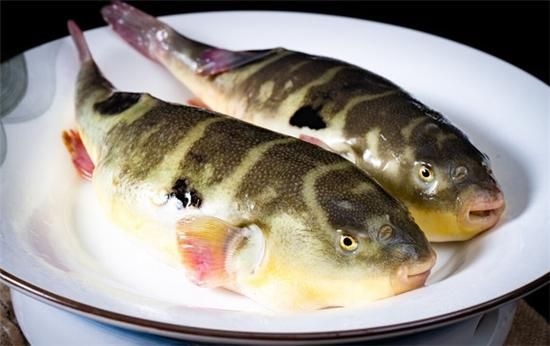 河豚是海里的还是河里的_淡水河豚与海水河豚区别-第2张图片-山城妙识 河豚是海里的还是河里的_淡水河豚与海水河豚区别-第2张图片-山城妙识