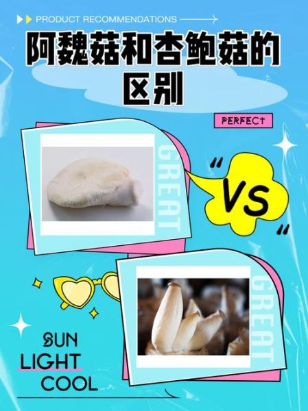 阿魏菇图片_如何辨别真假阿魏菇-第1张图片-山城妙识 阿魏菇图片_如何辨别真假阿魏菇-第1张图片-山城妙识