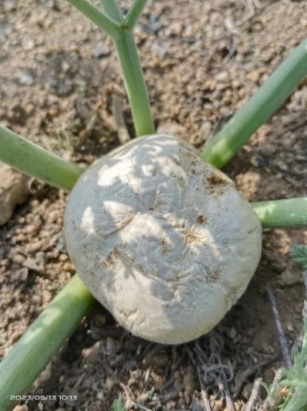 阿魏菇图片_如何辨别真假阿魏菇-第3张图片-山城妙识 阿魏菇图片_如何辨别真假阿魏菇-第3张图片-山城妙识