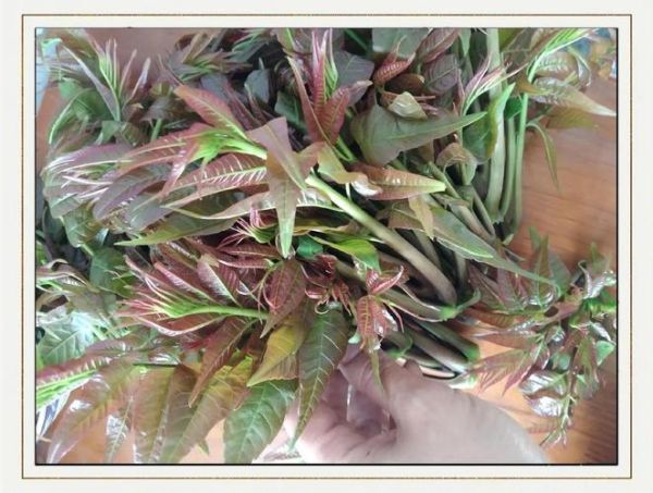 香椿属于什么类蔬菜_香椿是发物吗-第1张图片-山城妙识