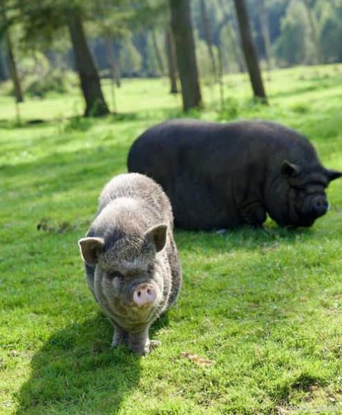 藏香猪图片_藏香猪长什么样-第1张图片-山城妙识 藏香猪图片_藏香猪长什么样-第1张图片-山城妙识