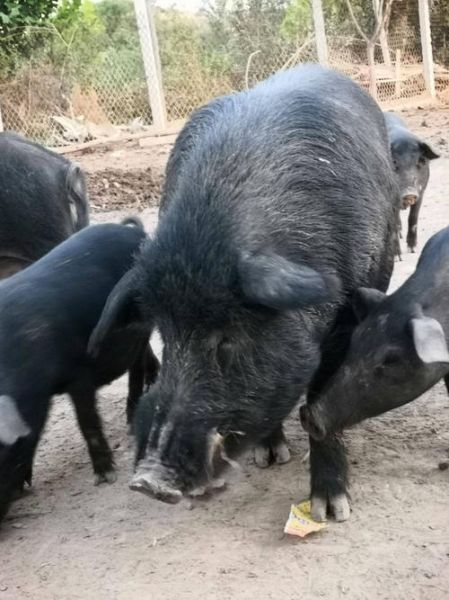 藏香猪图片_藏香猪长什么样-第2张图片-山城妙识 藏香猪图片_藏香猪长什么样-第2张图片-山城妙识