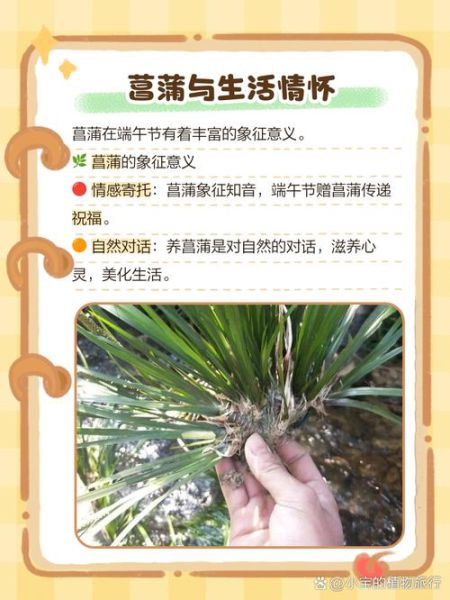 菖蒲花怎么养_菖蒲花的花语是什么-第2张图片-山城妙识 菖蒲花怎么养_菖蒲花的花语是什么-第2张图片-山城妙识