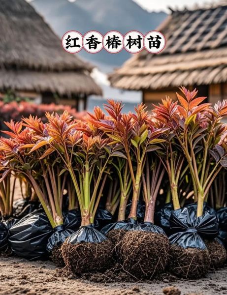 香椿属于什么类蔬菜_香椿是发物吗-第2张图片-山城妙识