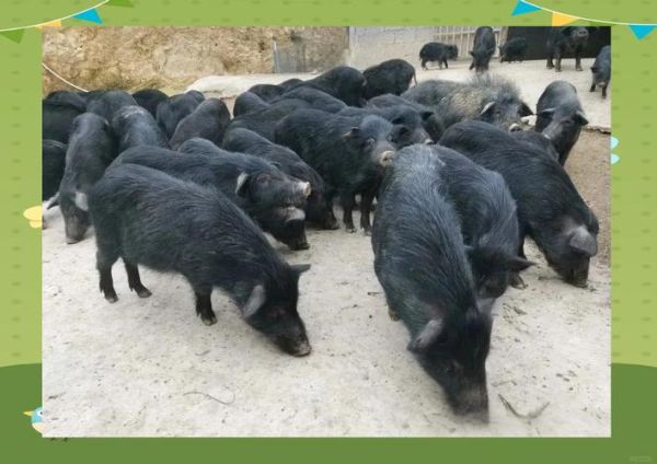 藏香猪图片_藏香猪长什么样-第3张图片-山城妙识 藏香猪图片_藏香猪长什么样-第3张图片-山城妙识