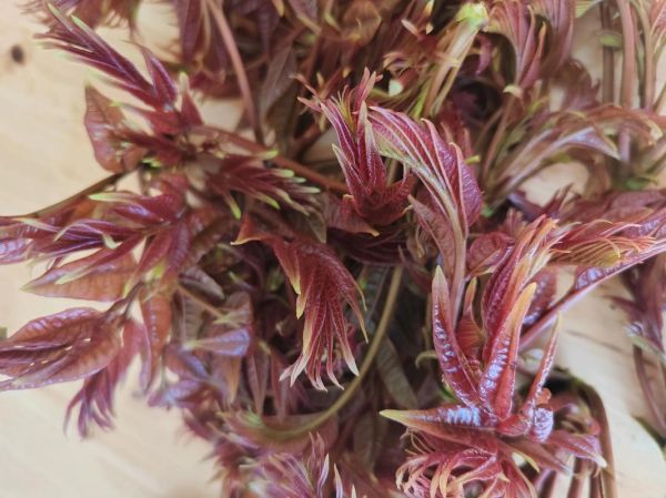 香椿属于什么类蔬菜_香椿是发物吗-第3张图片-山城妙识