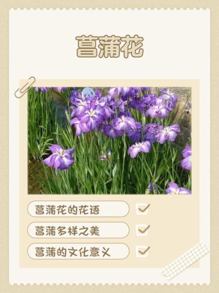菖蒲花怎么养_菖蒲花的花语是什么-第3张图片-山城妙识 菖蒲花怎么养_菖蒲花的花语是什么-第3张图片-山城妙识