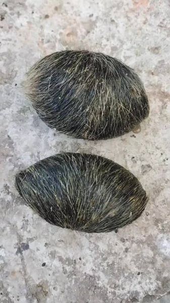 猪宝图片_猪宝长什么样-第1张图片-山城妙识