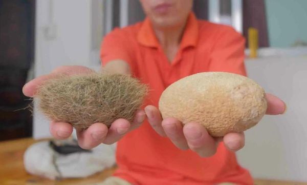 猪宝图片_猪宝长什么样-第2张图片-山城妙识