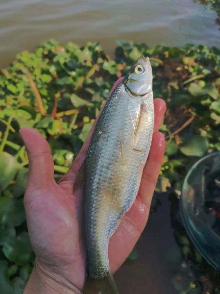 蓝刀鱼多少钱一斤_蓝刀鱼价格为什么波动大-第3张图片-山城妙识 蓝刀鱼多少钱一斤_蓝刀鱼价格为什么波动大-第3张图片-山城妙识