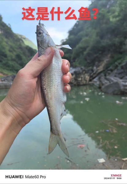 蓝刀鱼多少钱一斤_蓝刀鱼价格为什么波动大-第2张图片-山城妙识 蓝刀鱼多少钱一斤_蓝刀鱼价格为什么波动大-第2张图片-山城妙识