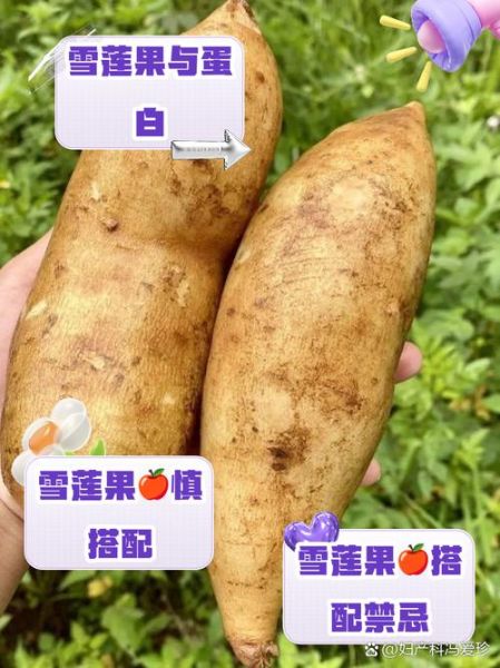 雪莲果和什么吃会中毒_雪莲果相克食物有哪些-第2张图片-山城妙识 雪莲果和什么吃会中毒_雪莲果相克食物有哪些-第2张图片-山城妙识