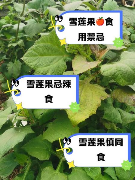 雪莲果和什么吃会中毒_雪莲果相克食物有哪些-第3张图片-山城妙识 雪莲果和什么吃会中毒_雪莲果相克食物有哪些-第3张图片-山城妙识