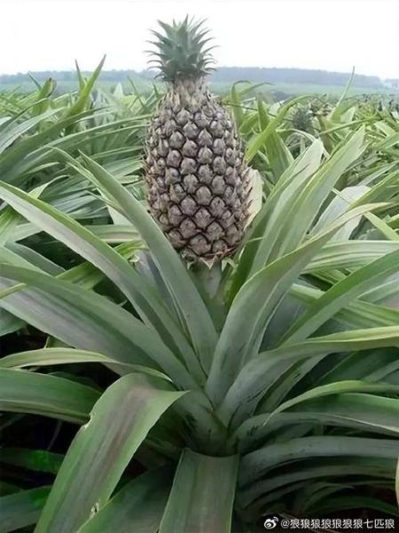 菠萝树图片大全大图_菠萝树长什么样-第1张图片-山城妙识