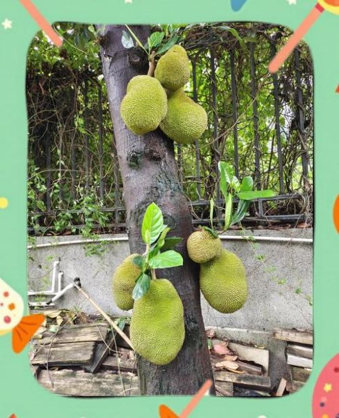 菠萝树图片大全大图_菠萝树长什么样-第2张图片-山城妙识