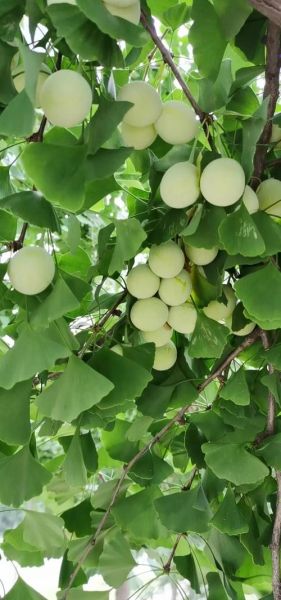 白果树图片大全大图_如何挑选高清素材-第1张图片-山城妙识