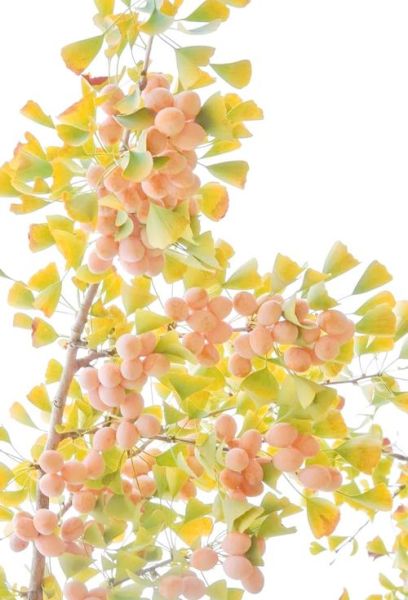 白果树图片大全大图_如何挑选高清素材-第3张图片-山城妙识